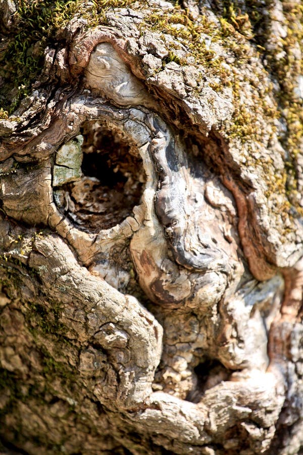 Trunk old chestnut tree stock photo. Image of closeup - 71400794
