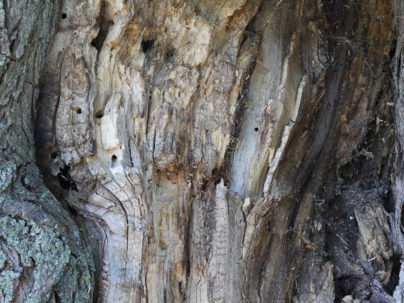The Trunk of an Old Decayed Tree Texture. Close Stock Image - Image of ...
