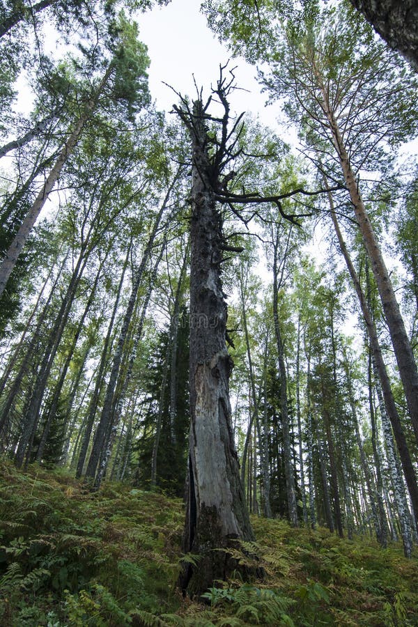 The Trunk of an Old Dry Tree Stock Photo - Image of rainbow, landscape ...