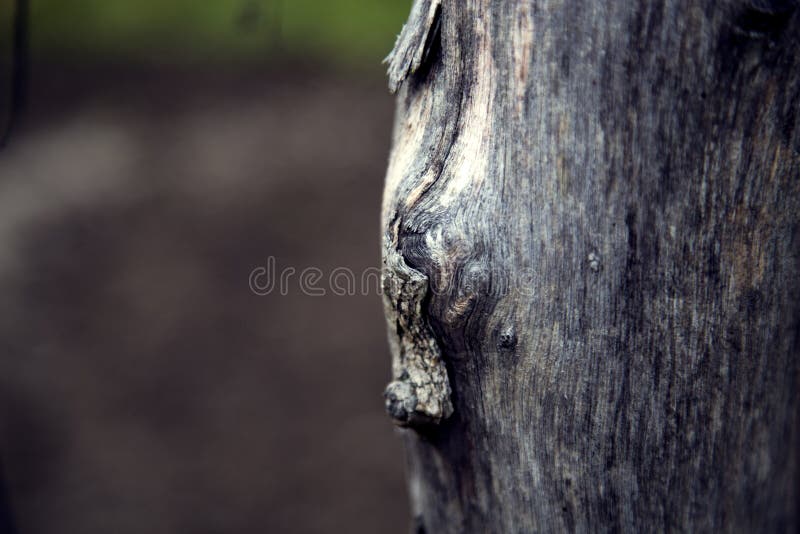 Trunk of an old dry tree. stock image. Image of natural - 205544869