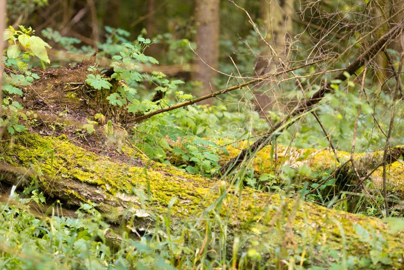 The Trunk of an Old Fallen Tree is Covered with Moss and Lies in the ...