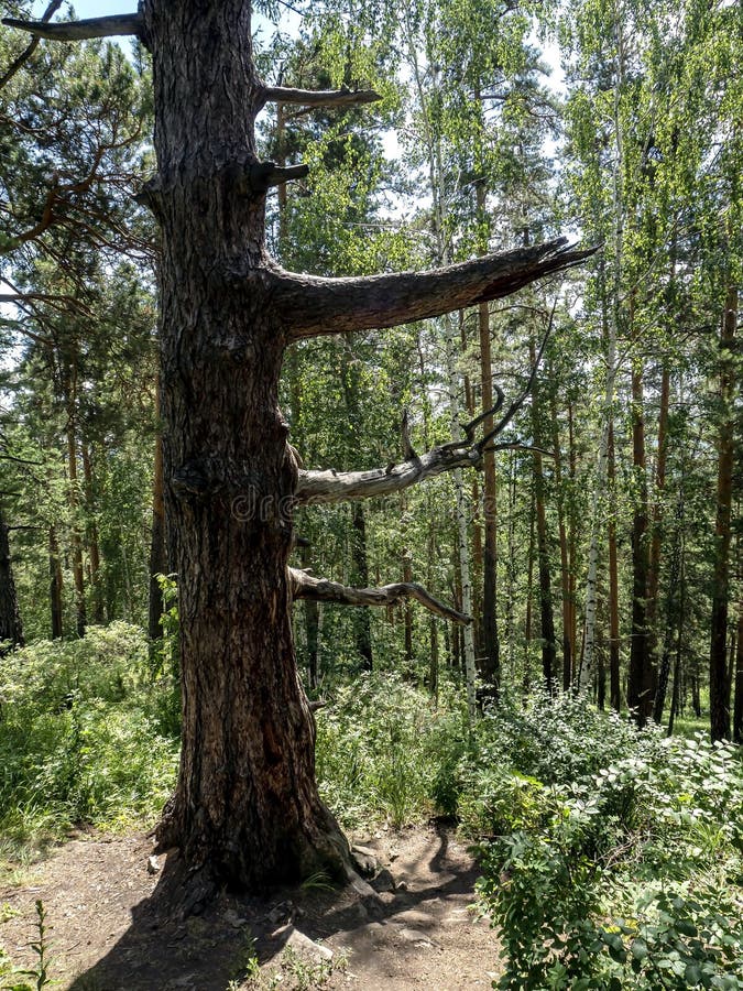 The Trunk of an Old Large Pine Tree with Broken Branches in the Forest ...