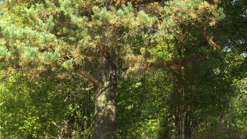 The Trunk of an Old Mighty Pine Tree in a Dense Forest Stock Video ...