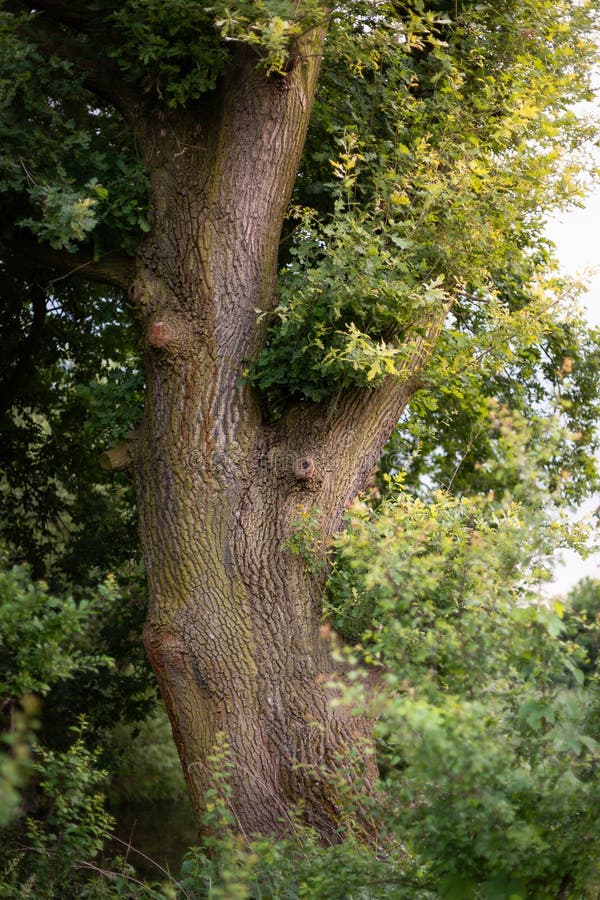 The Trunk of an Old Oak Tree Stock Image - Image of trees, leaves ...