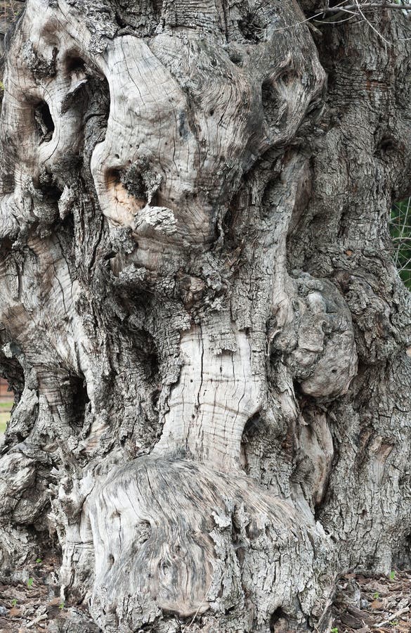 Trunk old olive tree stock image. Image of nature, textured - 28948461