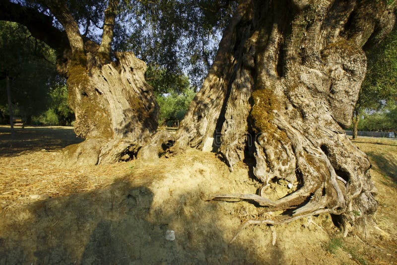 Trunk of old olive tree stock image. Image of trunk, zakynthos - 31985855