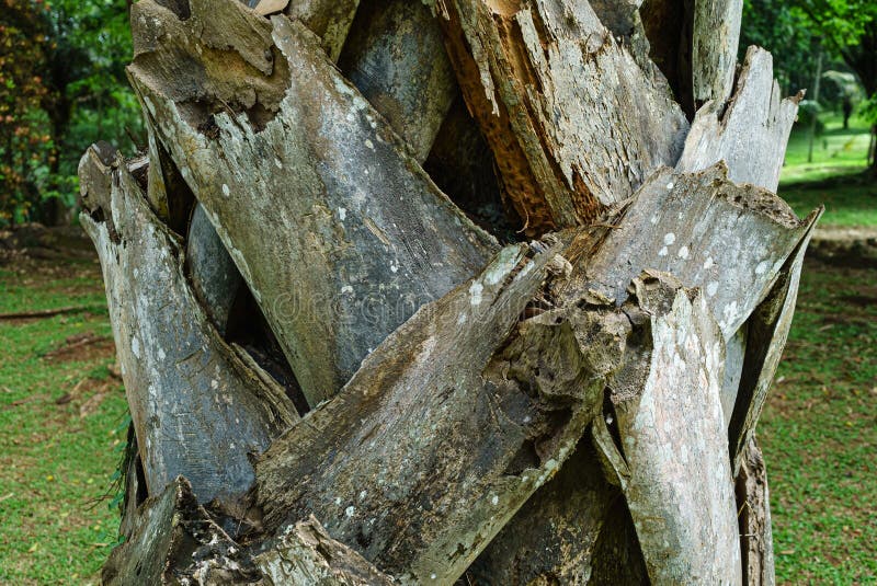 The Trunk of an Old Palm Tree with Rough Chopped Branches Stock Photo ...