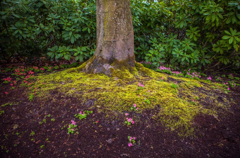 Trunk of Old Park Tree Close-up Stock Image - Image of green, place ...