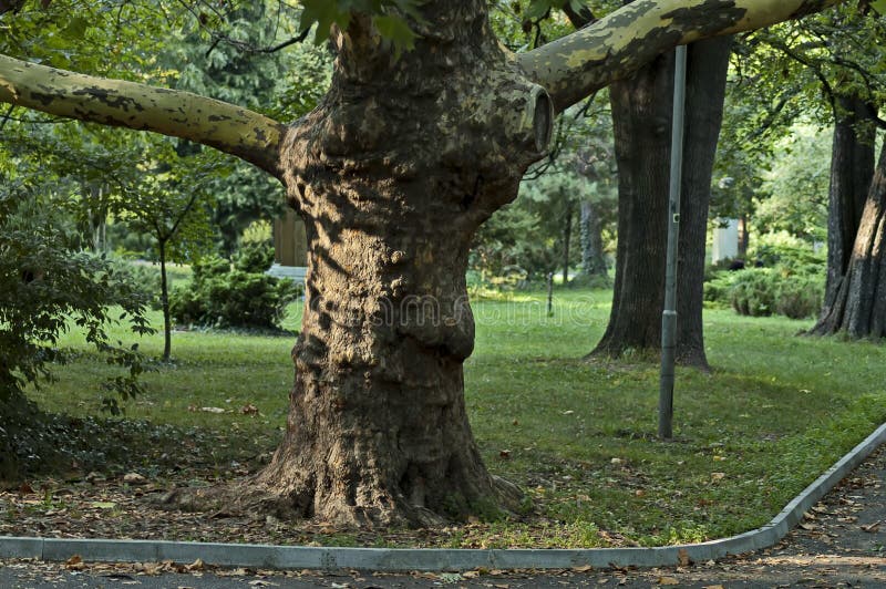 Trunk of an Old Plan? or Sycamore Tree with Rough Bark in Summer Stock ...