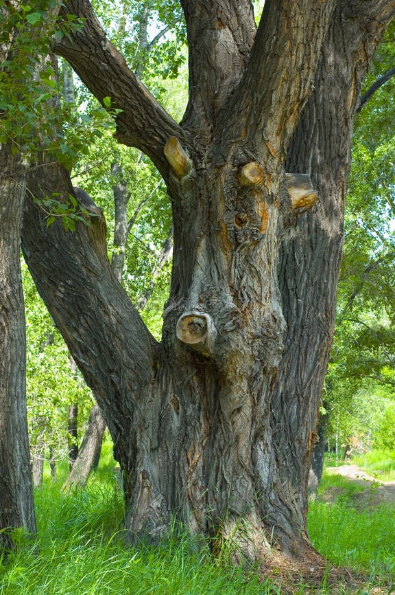 Trunk of an Old Poplar Trees Stock Photo - Image of landscape, grand ...