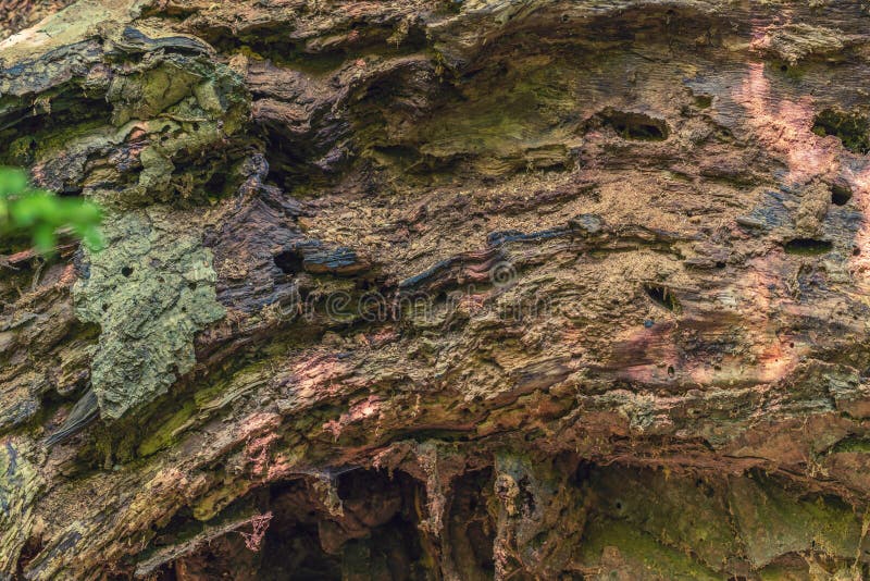 Trunk of an Old Rotten Tree Stock Image - Image of closeup, damaged ...