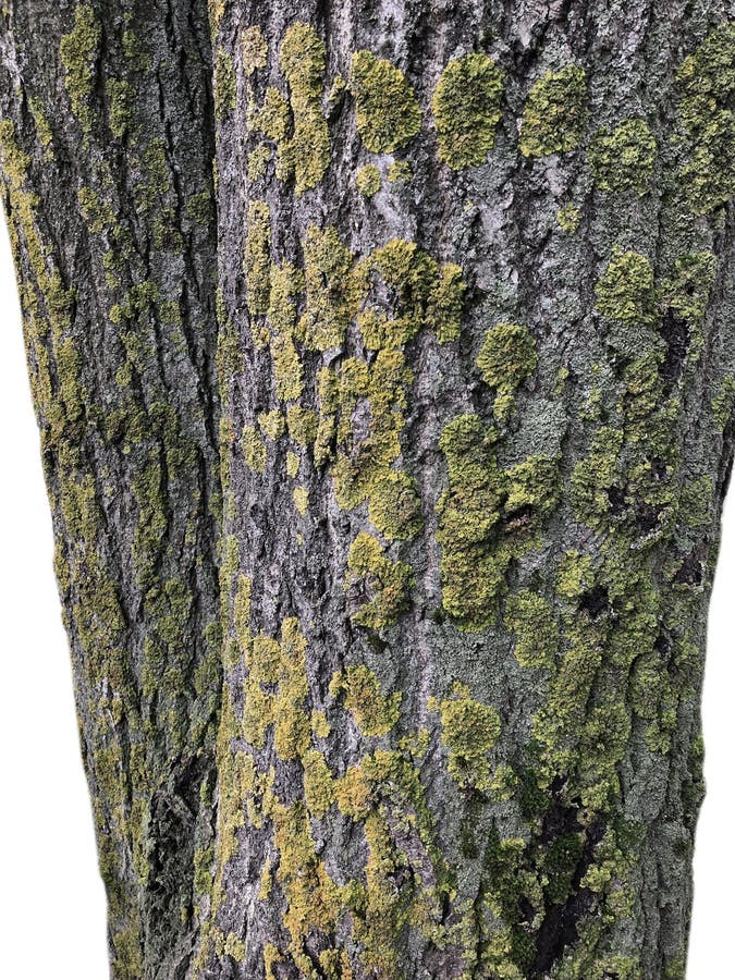 Sick tree cortex stock image. Image of cortex, cracked - 211324225