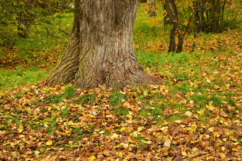 Strong Tree Roots Growing Out of Stone Wall Stock Image - Image of tree ...