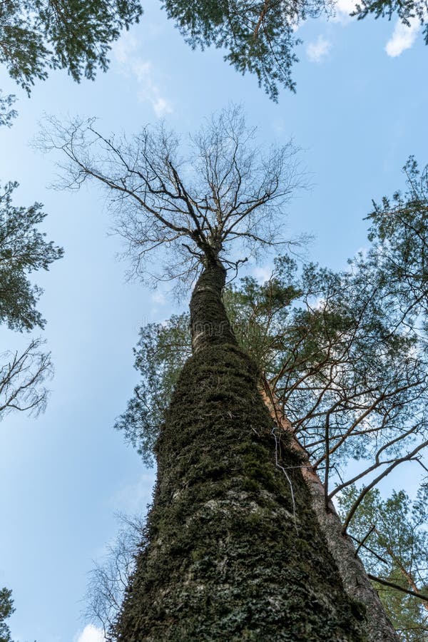 The Trunk of an Old Tall Birch Tree is Covered with Moss. Crown of ...