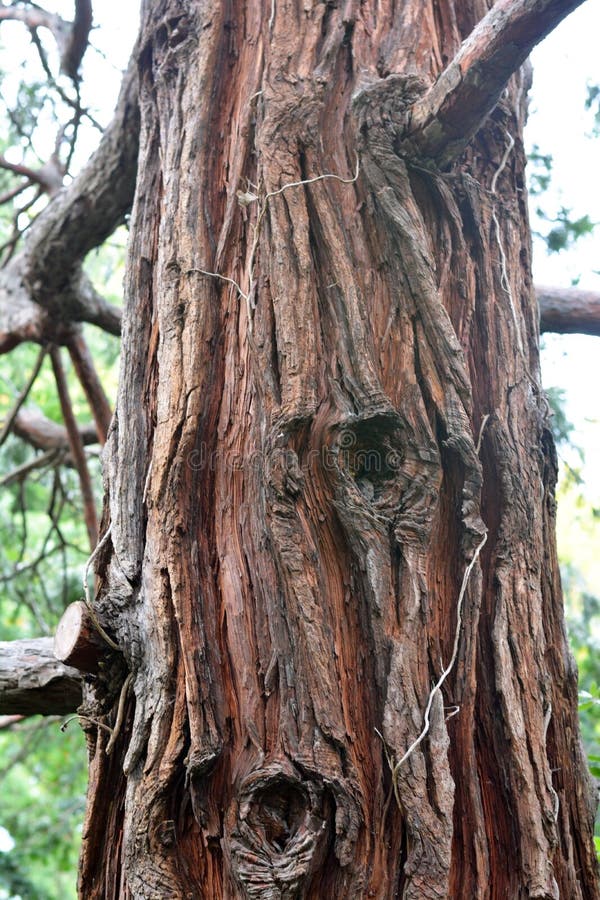 The trunk of an old tree stock image. Image of forest - 62232991