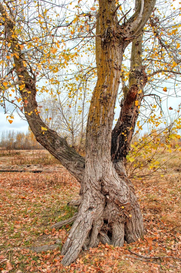 Trunk of an Old Tree Late Fall. Landscape Stock Photo - Image of ...
