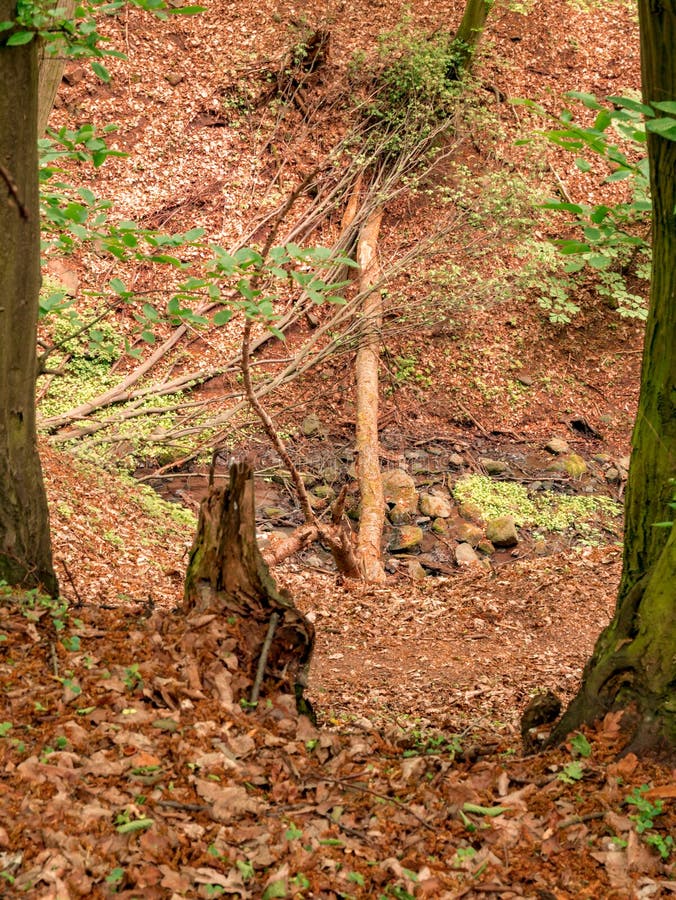 The Trunk of an Old Tree Lying Across the Stream in a Small Ravine ...