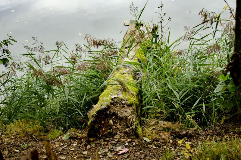 The Trunk of an Old Tree Lying in the Water Stock Photo - Image of ...