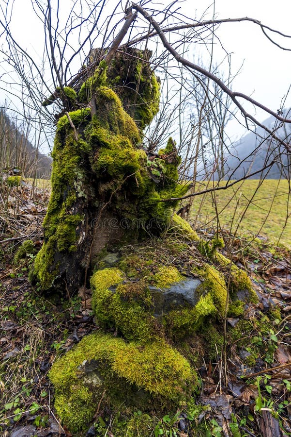 Trunk of an Old Tree with Moss Around Stock Image - Image of natural ...