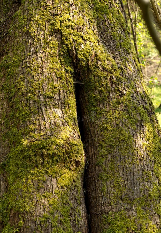 The Trunk of an Old Tree Overgrown with Moss Stock Photo - Image of ...