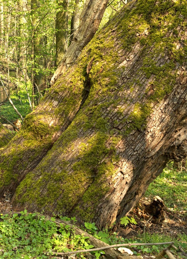 The Trunk of an Old Tree Overgrown with Moss Stock Image - Image of ...