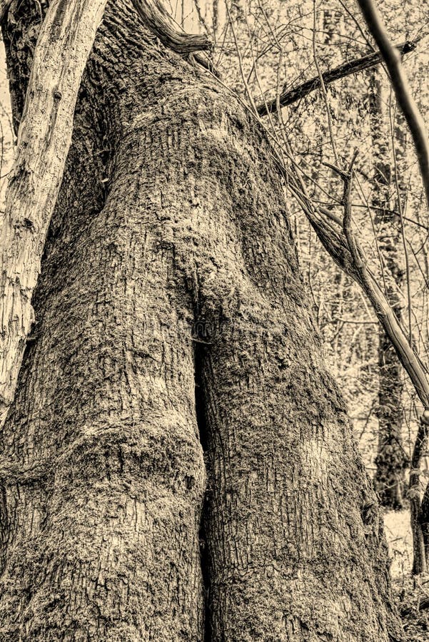 The Trunk of an Old Tree Overgrown with Moss Stock Image - Image of ...