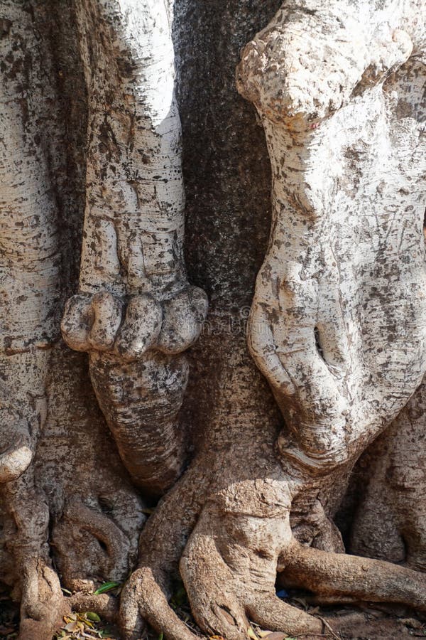 The Trunk of an Old Tree. the Pattern and Texture of the Plant Bark ...