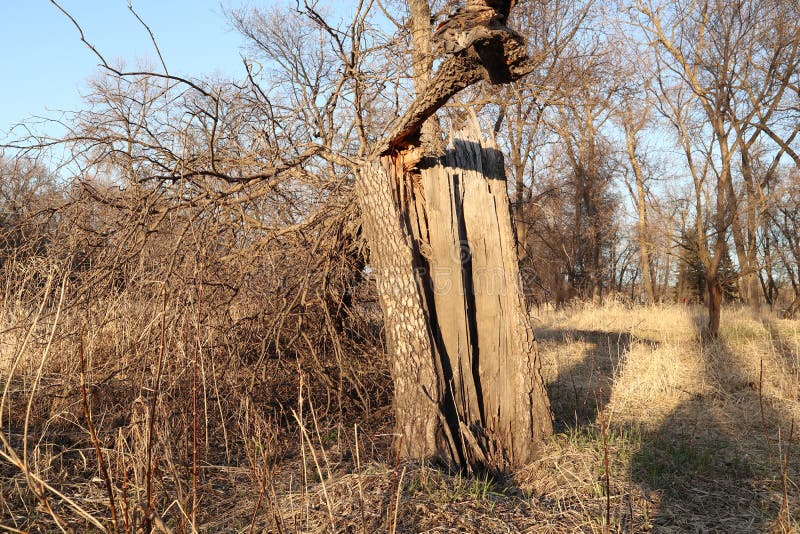 The Trunk of an Old Tree Sticking Out of the Ground Stock Photo - Image ...