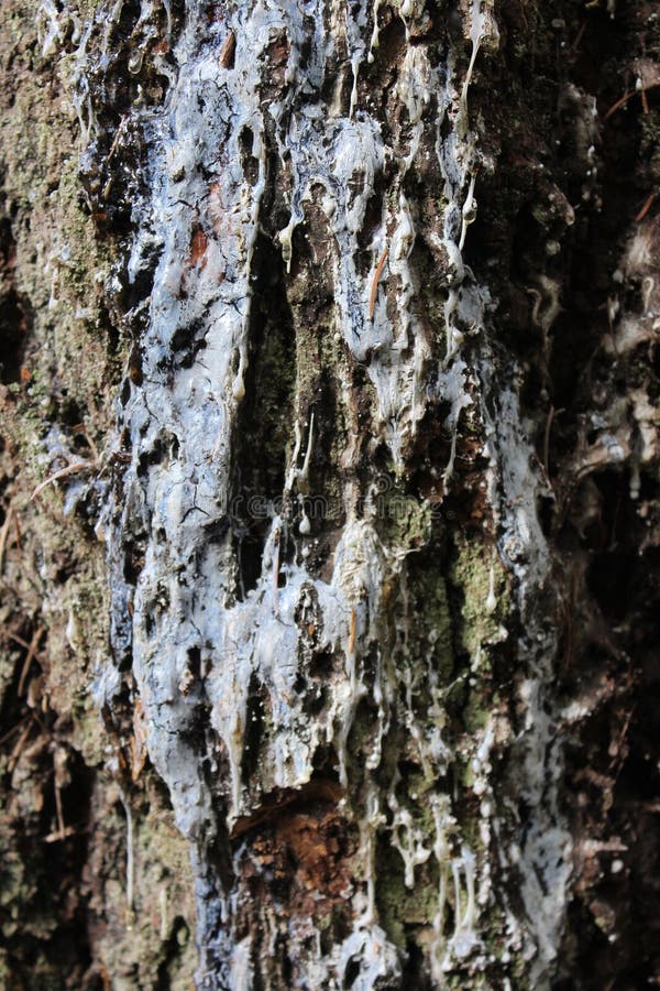 White Resin on the Tree Trunk. Macro. Vancouver. Canada. Stock Photo ...