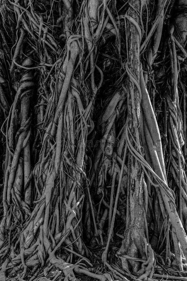 Trunk old tree stock photo. Image of bind, scenery, mysterious - 54860442