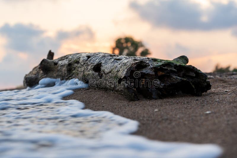 The Trunk of an Old Tree, Washed Up on the Sandy Shore of the Sea ...