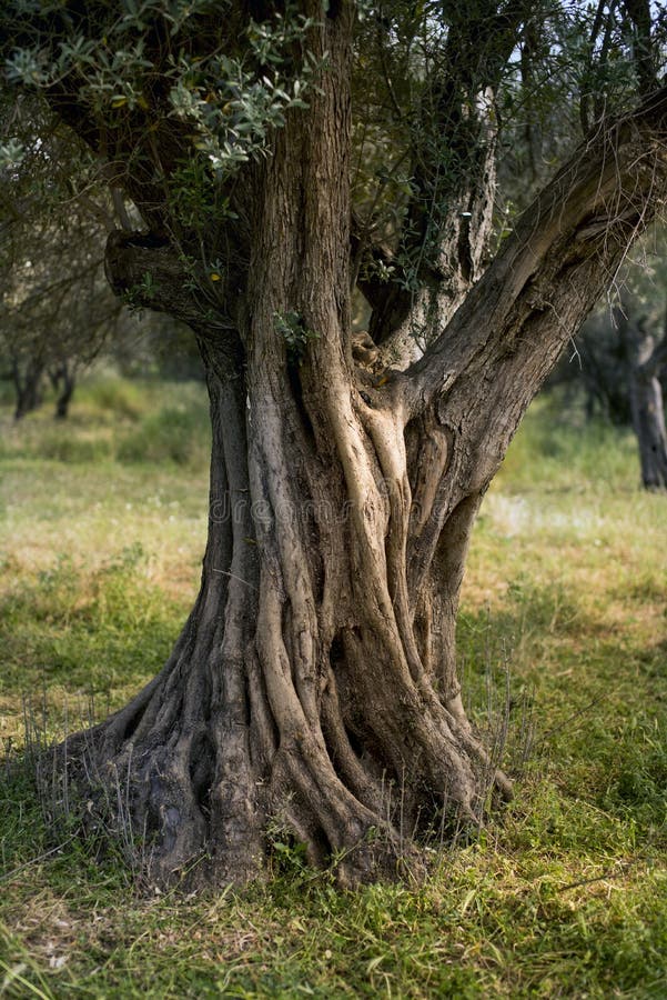 Trunk of an Olive Tree in the Field. Stock Image - Image of countryside ...