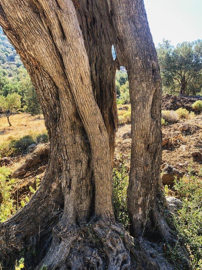 Trunk of an Olive Tree in the Field Stock Photo - Image of puglia ...