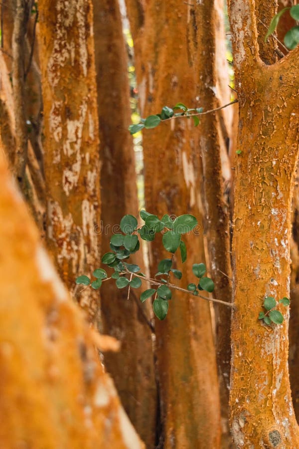 Trunk of an orange tree stock image. Image of park, details - 182891931