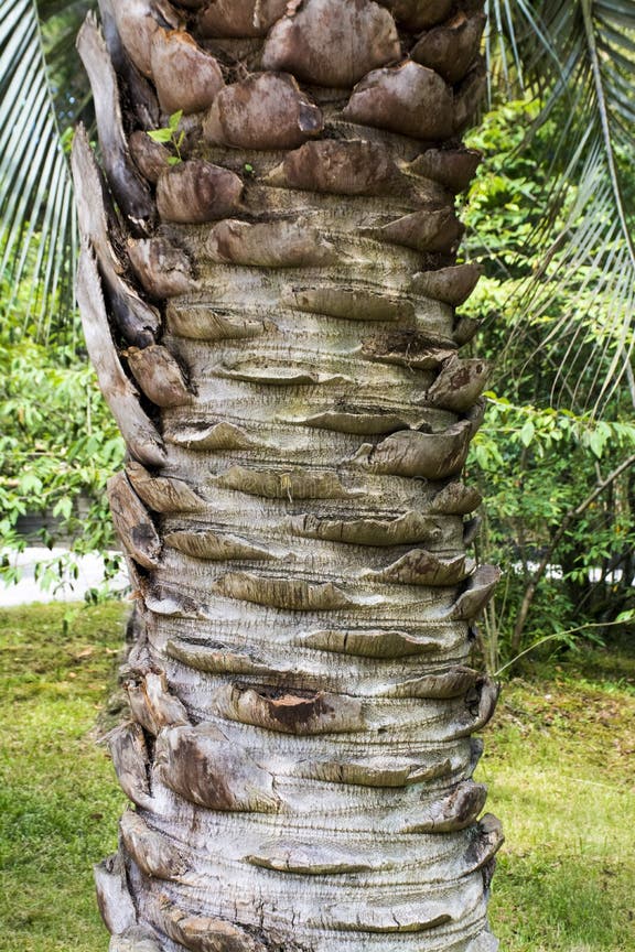 Trunk of a palm tree stock photo. Image of diagonal - 127684484