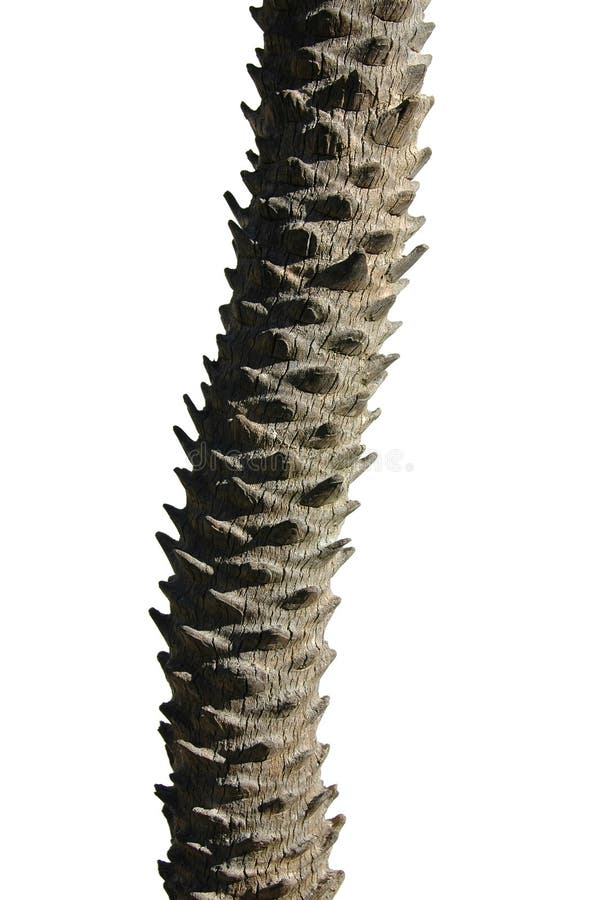 Trunk of a palm tree stock image. Image of caribbean, plant - 3206031