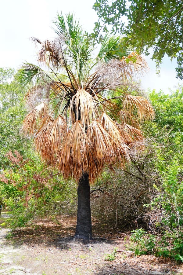 The Trunk of a Palm Tree after Burning Stock Photo - Image of brown ...