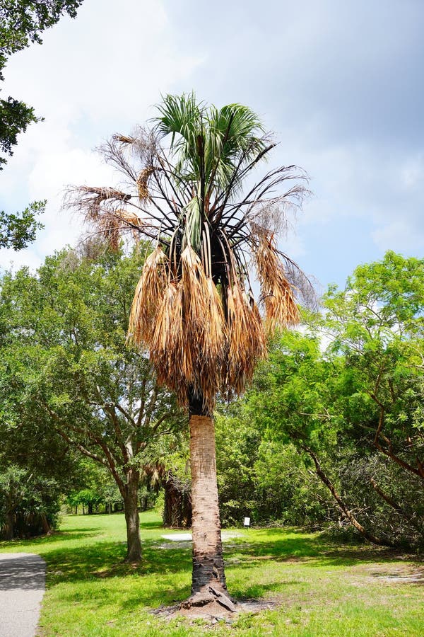 The Trunk of a Palm Tree after Burning Stock Photo - Image of fire ...