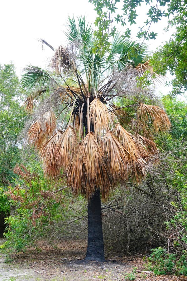 The Trunk of a Palm Tree after Burning Stock Image - Image of jungle ...