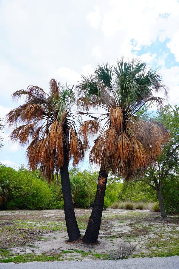 The Trunk of a Palm Tree after Burning Stock Photo - Image of tropics ...