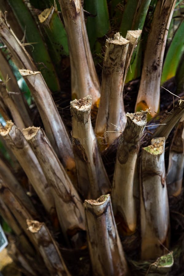 The Trunk of the Palm Tree. Close Up. Stock Photo - Image of group ...