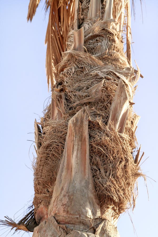 The trunk of a palm tree stock photo. Image of detail - 102794948