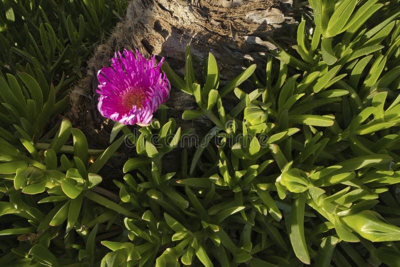 Trunk from Palm Tree with Flower in Foreground Stock Image - Image of ...