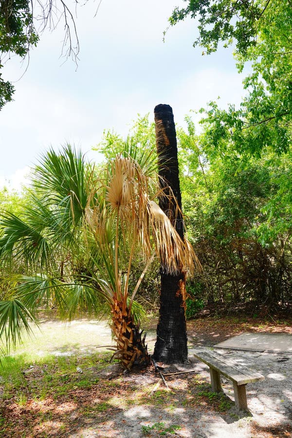 The Trunk of a Palm Tree after Burning Stock Photo - Image of evergreen ...