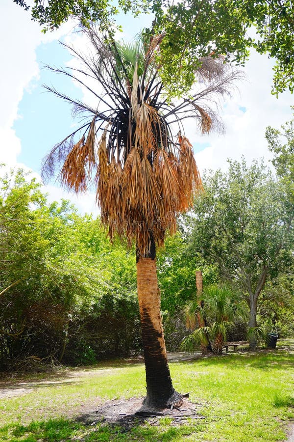 The Trunk of a Palm Tree after Burning Stock Image - Image of black ...