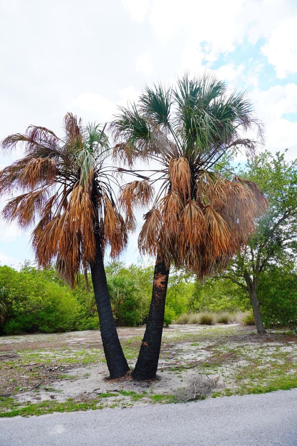 The Trunk of a Palm Tree after Burning Stock Image - Image of abstract ...