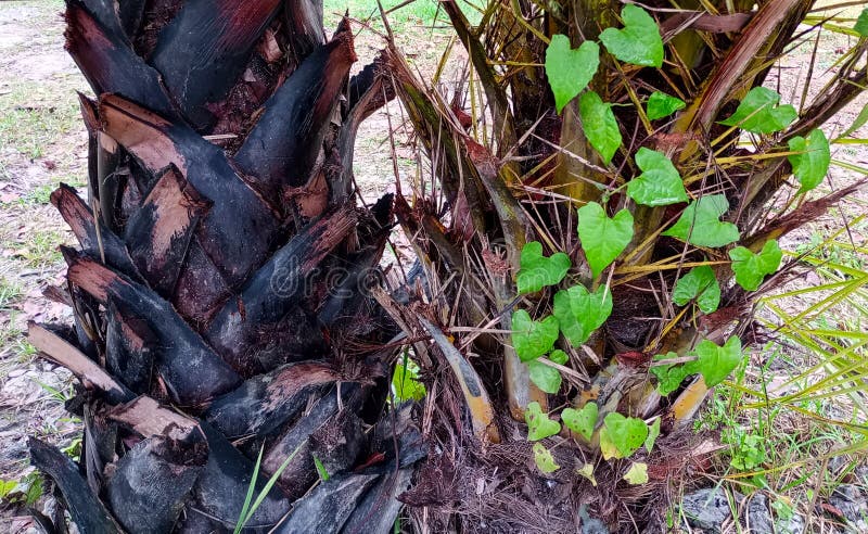 Trunk of a Palm Tree with Green Parasitic Plant Stock Image - Image of ...