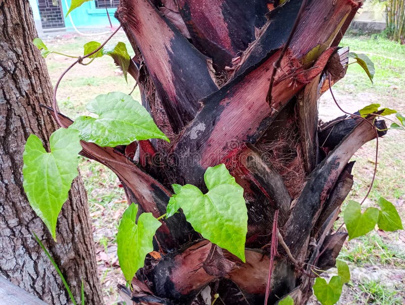 Trunk of a Palm Tree with Green Parasitic Plant Stock Image - Image of ...