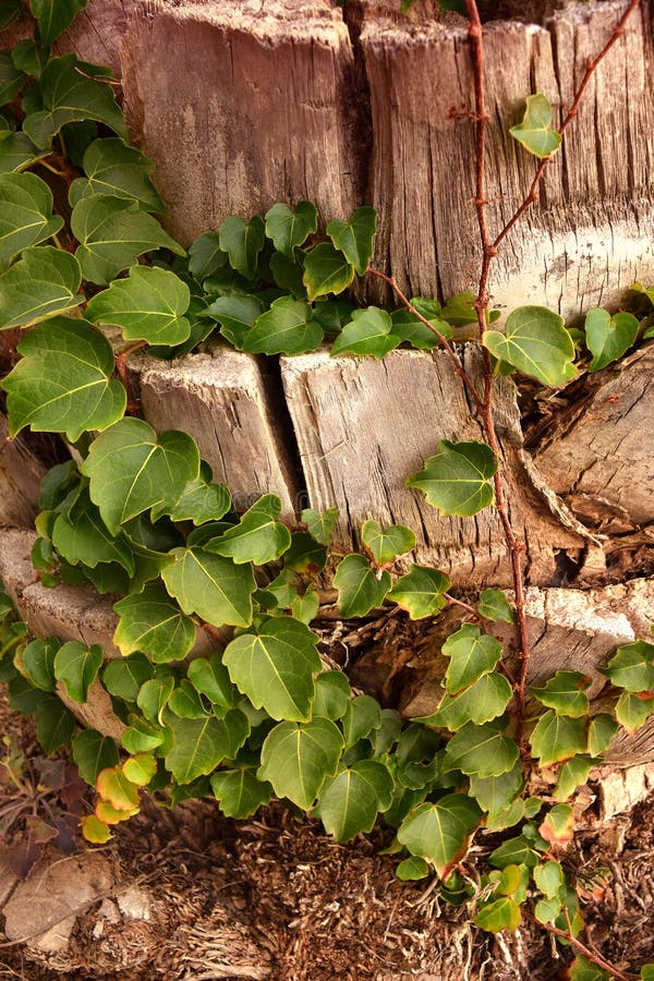 Trunk of a Palm Tree with Ivy Shoots Stock Photo - Image of flora ...
