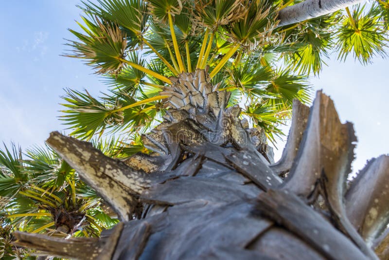 Trunk of Palm Tree with Leaf Stock Photo - Image of decorated, cloud ...